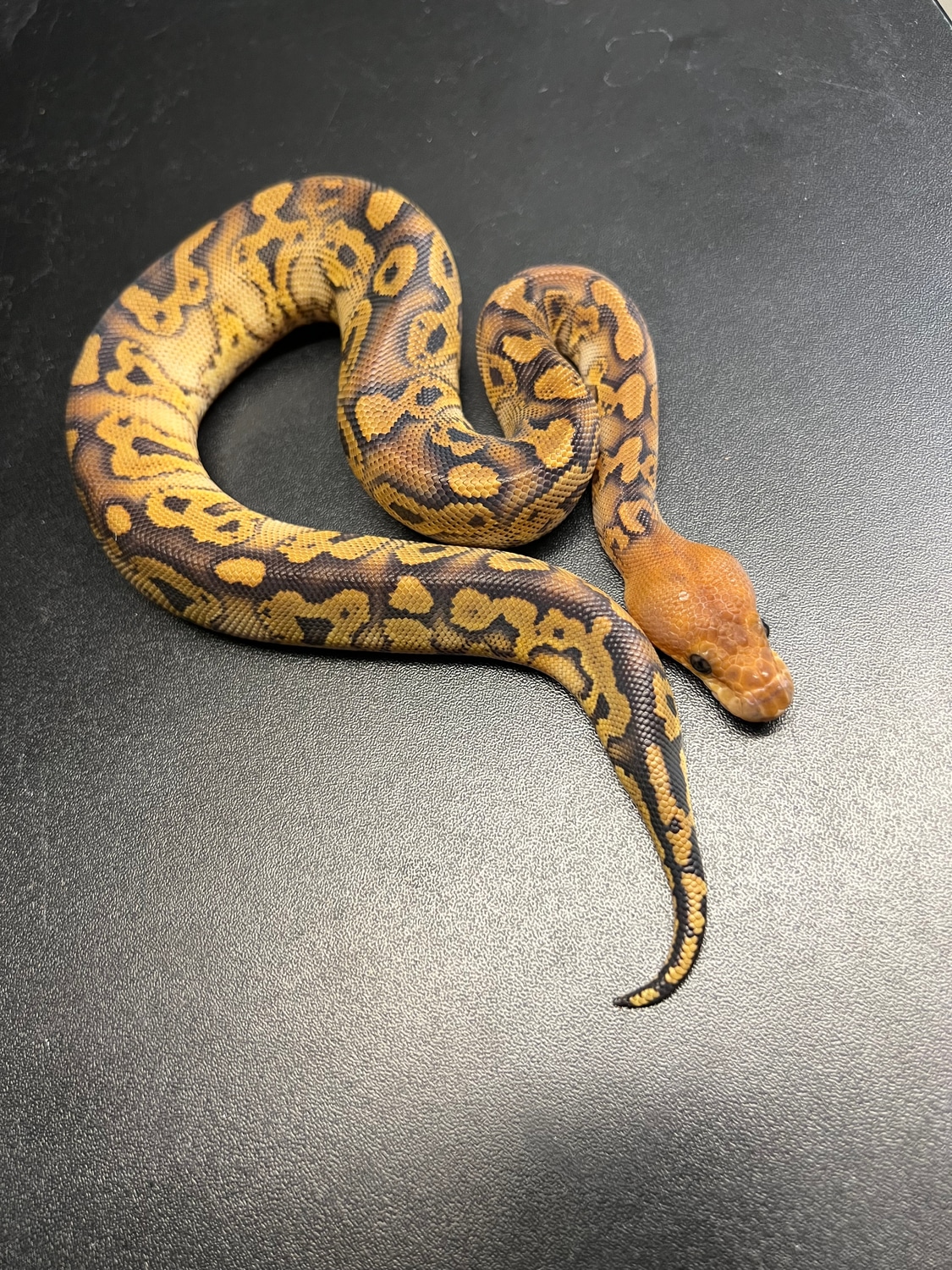 Mahogany Fire Clown Ball Python by Lj-Noah-Reptiles - MorphMarket