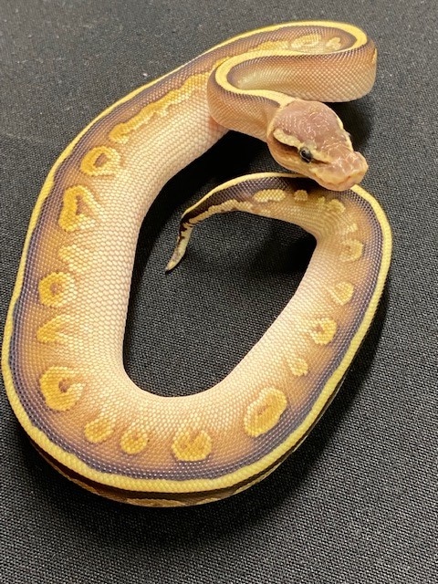 Pastel Butter Mahogany Ball Python by Midwest Snakes & Tarantulas ...