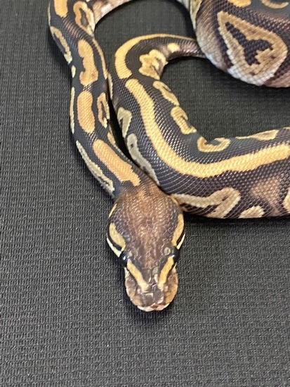 Mystic Ball Python by Midwest Snakes & Tarantulas