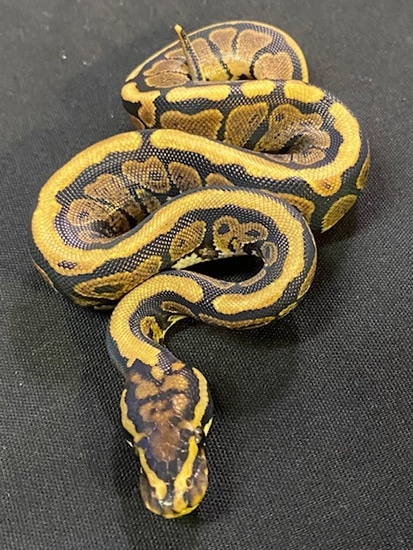 Mandarin Spotnose Ball Python by Midwest Snakes & Tarantulas