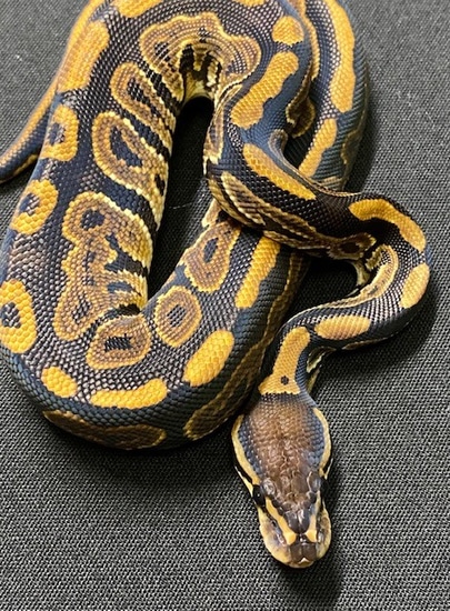 Black Pastel Mandarin Ball Python by Midwest Snakes & Tarantulas