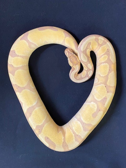 Banana Enchi Yellow Belly Ball Python by Midwest Snakes & Tarantulas ...