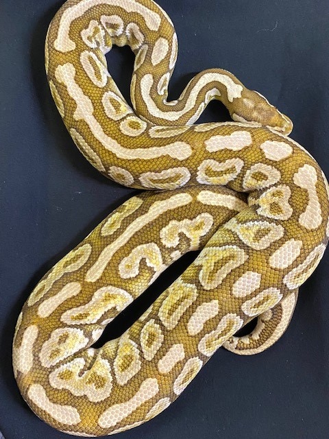 Lesser Spotnose Ball Python by Midwest Snakes & Tarantulas - MorphMarket