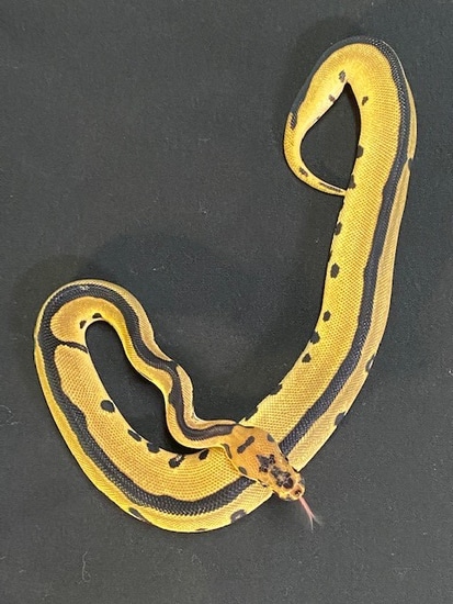 Orange Dream Blade Batman Ball Python by Midwest Snakes & Tarantulas