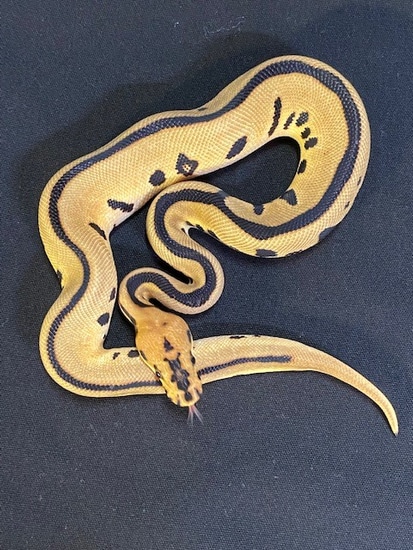 Orange Dream Blade Batman Ball Python by Midwest Snakes & Tarantulas