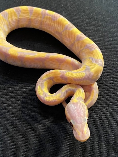 Super Banana Super Enchi Calico Yellow Belly Ball Python by Midwest ...