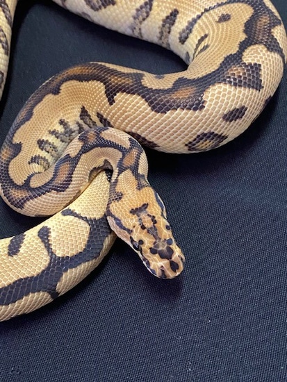 Enchi Spotnose Clown Ball Python by Midwest Snakes & Tarantulas