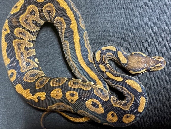 Black Pastel NR Mandarin Ball Python by Midwest Snakes & Tarantulas