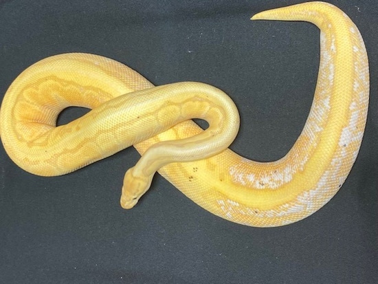 Banana Enchi Yellow Belly Calico Pinstripe Ball Python by Midwest ...