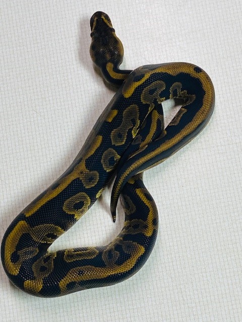Mahogany Leopard Ball Python by Midwest Snakes & Tarantulas - MorphMarket