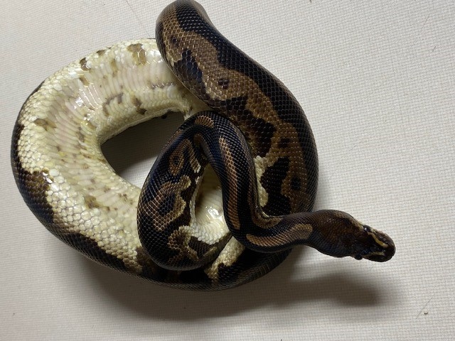 Black Pastel Leopard Ball Python by Midwest Snakes & Tarantulas ...