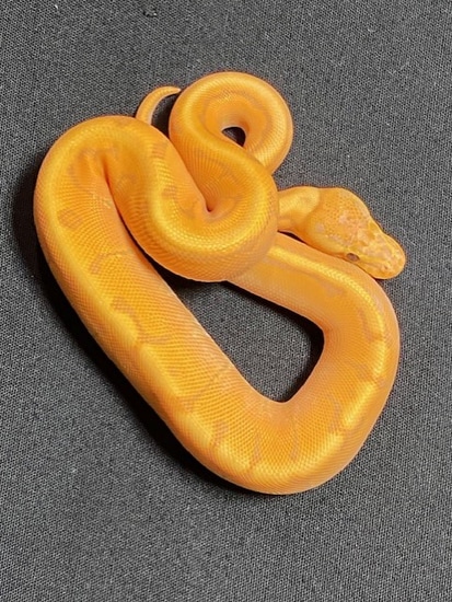 Super Enchi Orange Dream Banana Black Pastel Calico Pinstripe Ball ...