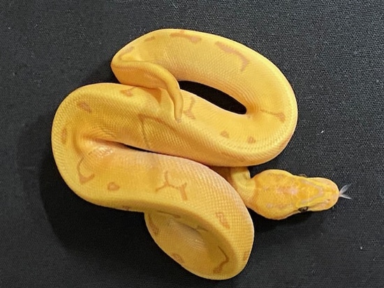 Super Enchi Orange Dream Banana Calico Pinstripe Ball Python by Midwest ...