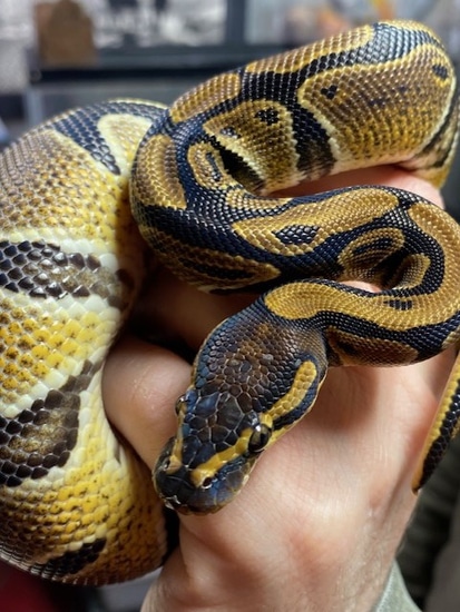 Super NR Mandarin Ball Python by Midwest Snakes & Tarantulas