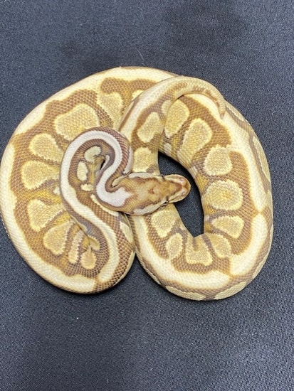 Orange Dream Lesser Spotnose Ball Python by Midwest Snakes & Tarantulas