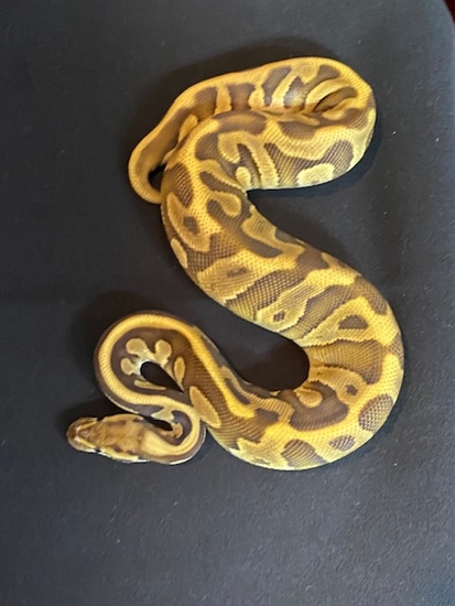 Orange Dream Spotnose Leopard Ball Python by Midwest Snakes & Tarantulas