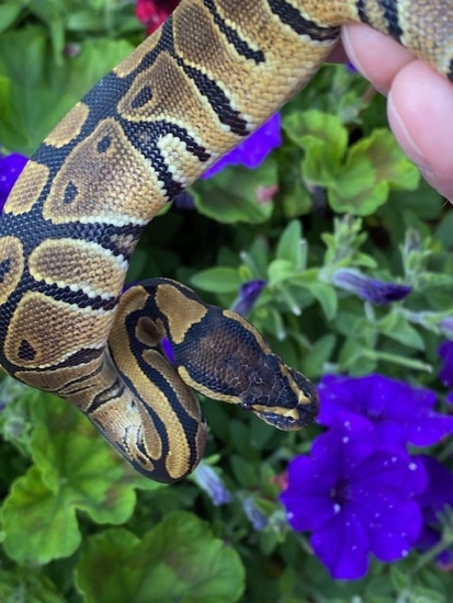 Super NR Mandarin Ball Python by Midwest Snakes & Tarantulas