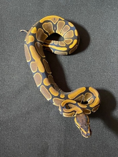 Super NR Mandarin Ball Python by Midwest Snakes & Tarantulas