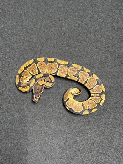 Super NR Mandarin Ball Python by Midwest Snakes & Tarantulas