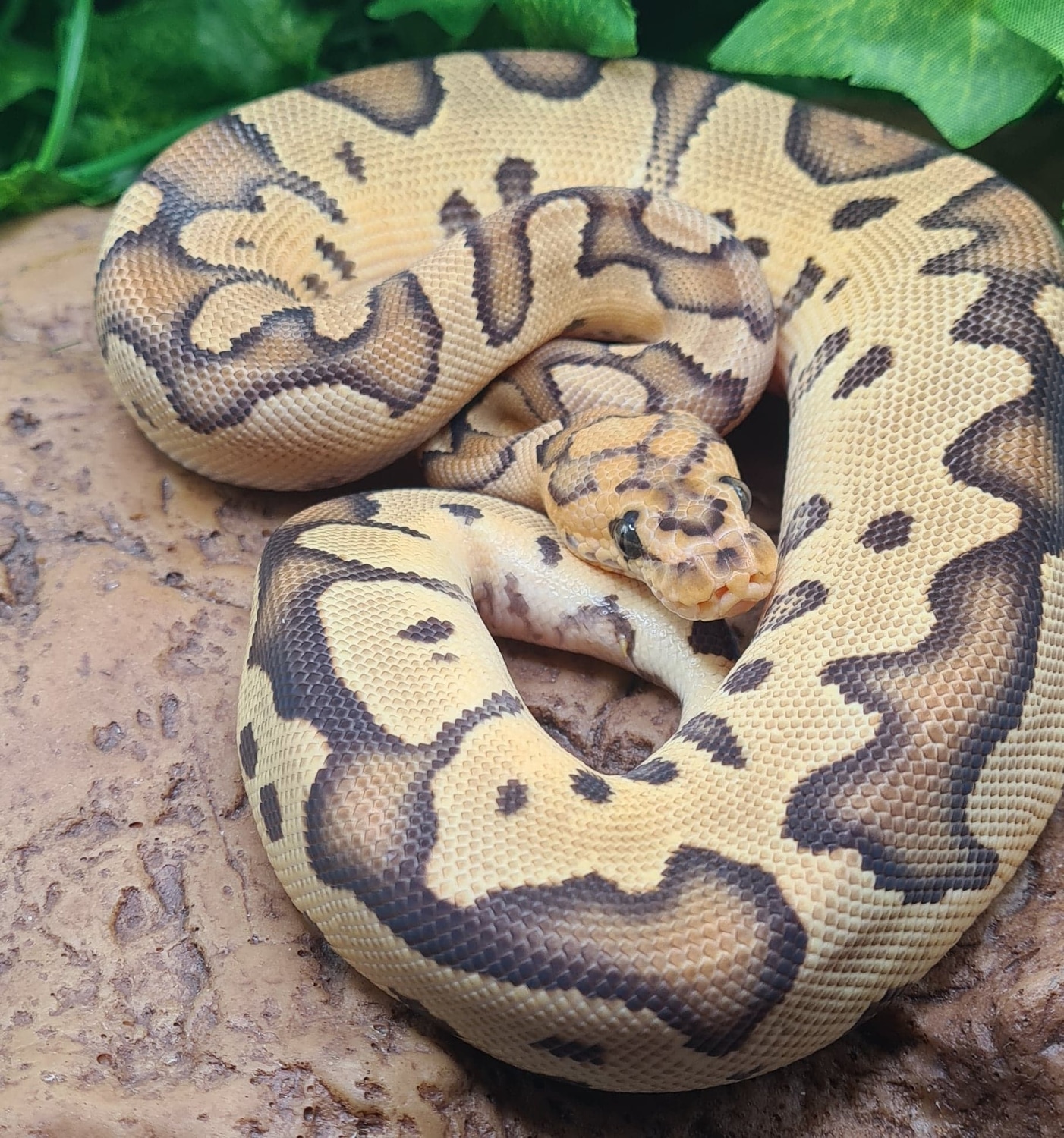 Fire Clown Ball Python by Forged Royals - MorphMarket