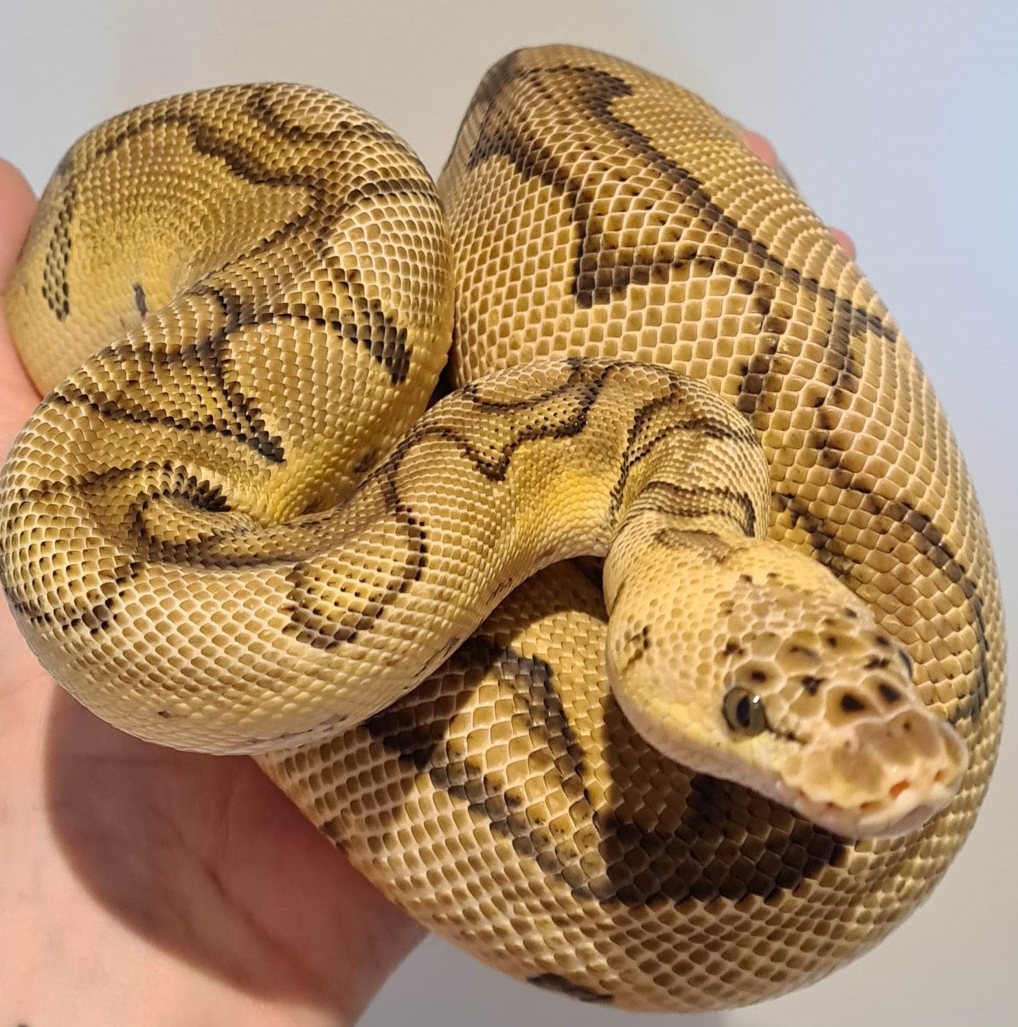 Pastel Clown Adult Female Ball Python by Forged Royals - MorphMarket