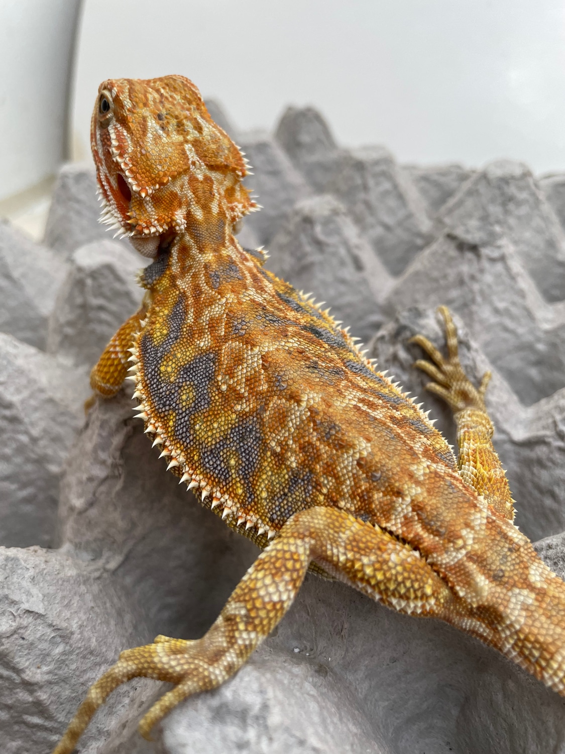 Hypo Tiger Leatherback Central Bearded Dragon by LKG Dragons - MorphMarket
