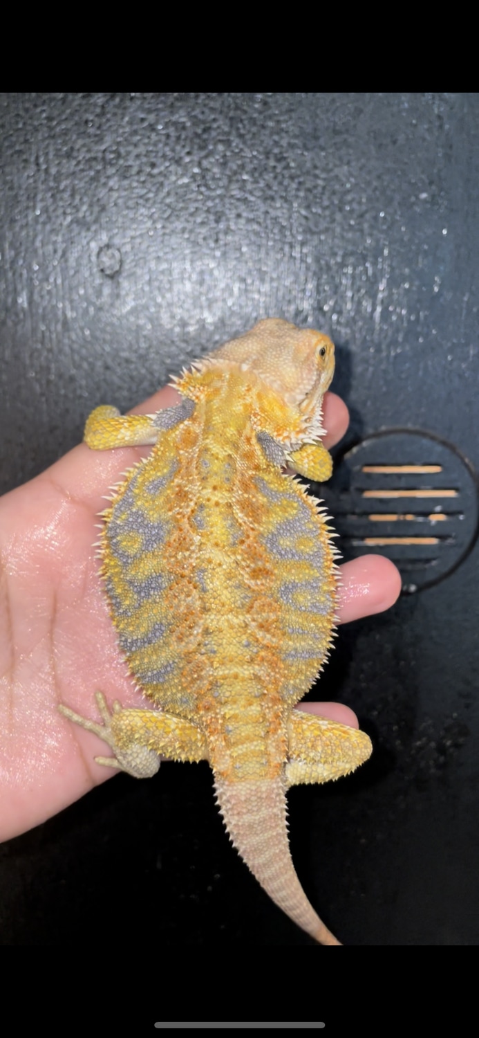 Hypo Tiger Central Bearded Dragon by LKG Dragons - MorphMarket