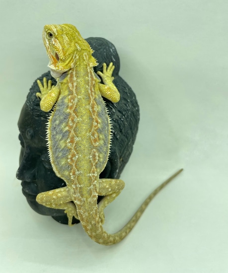 Hypo Leatherback Dunner Central Bearded Dragon by LKG Dragons