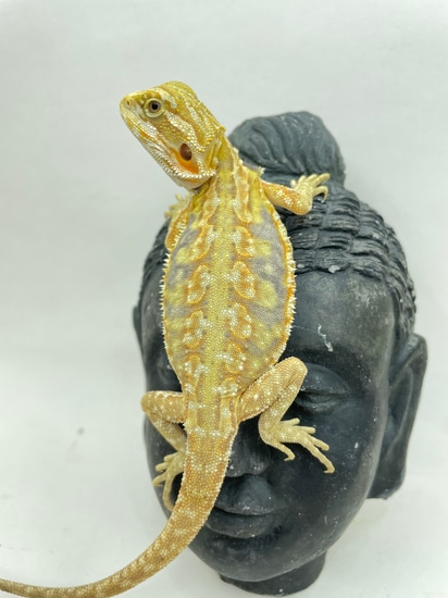 Hypo Citrus Dunner Leatherback Central Bearded Dragon by LKG Dragons