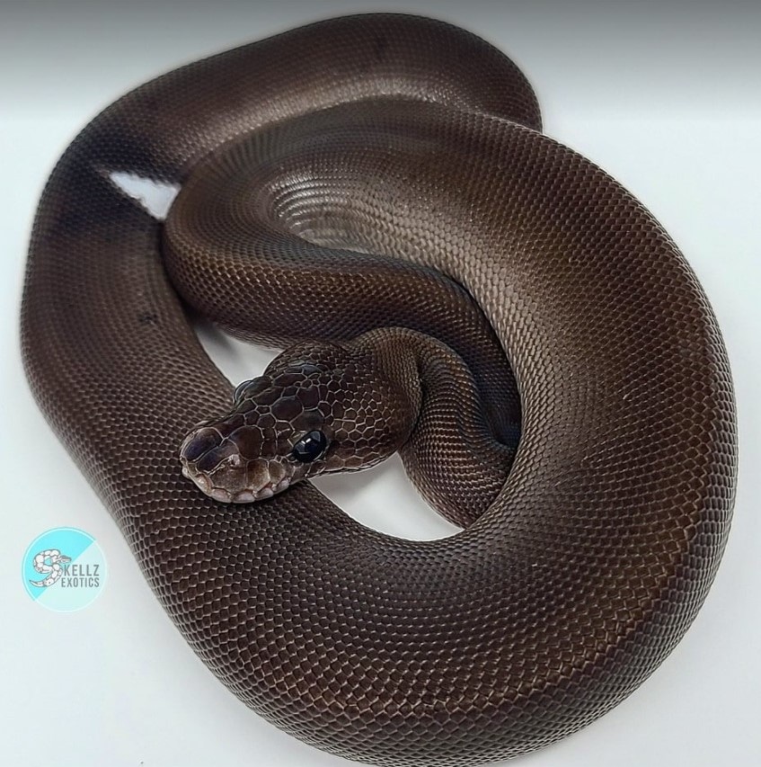 Super Black Pastel Het Pied Ball Python by Multiplayer Morphs - MorphMarket