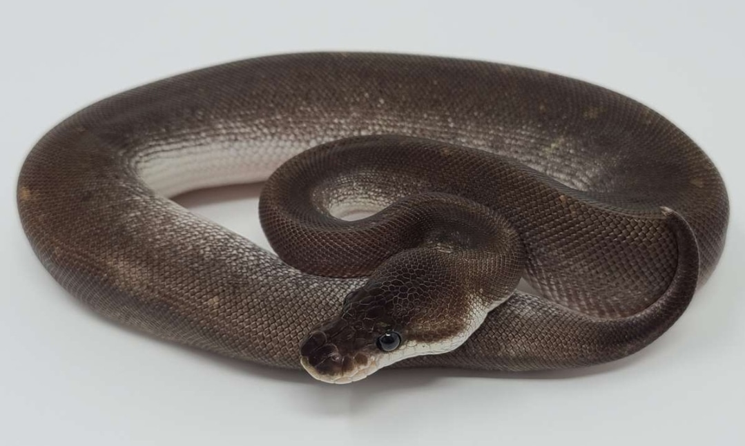 Super Cinnamon Ball Python by Multiplayer Morphs - MorphMarket
