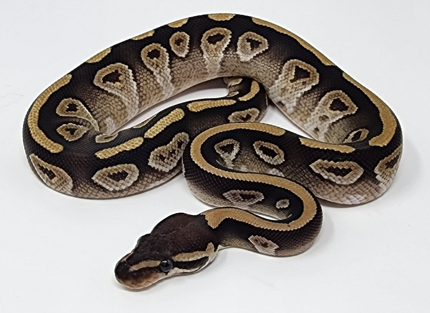 Mojave Het Ultramel Ball Python by Multiplayer Morphs - MorphMarket