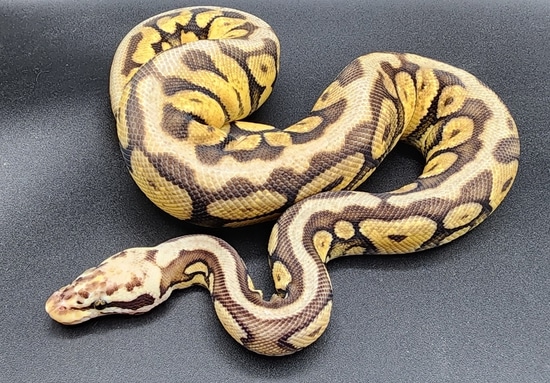 Super Pastel Spotnose Ball Python by Multiplayer Morphs