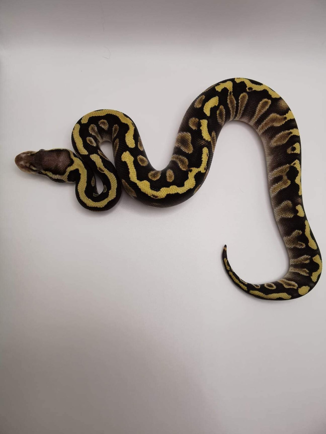 Ghi Pastave 100% Het Clown Ball Python by LK.Snake - MorphMarket