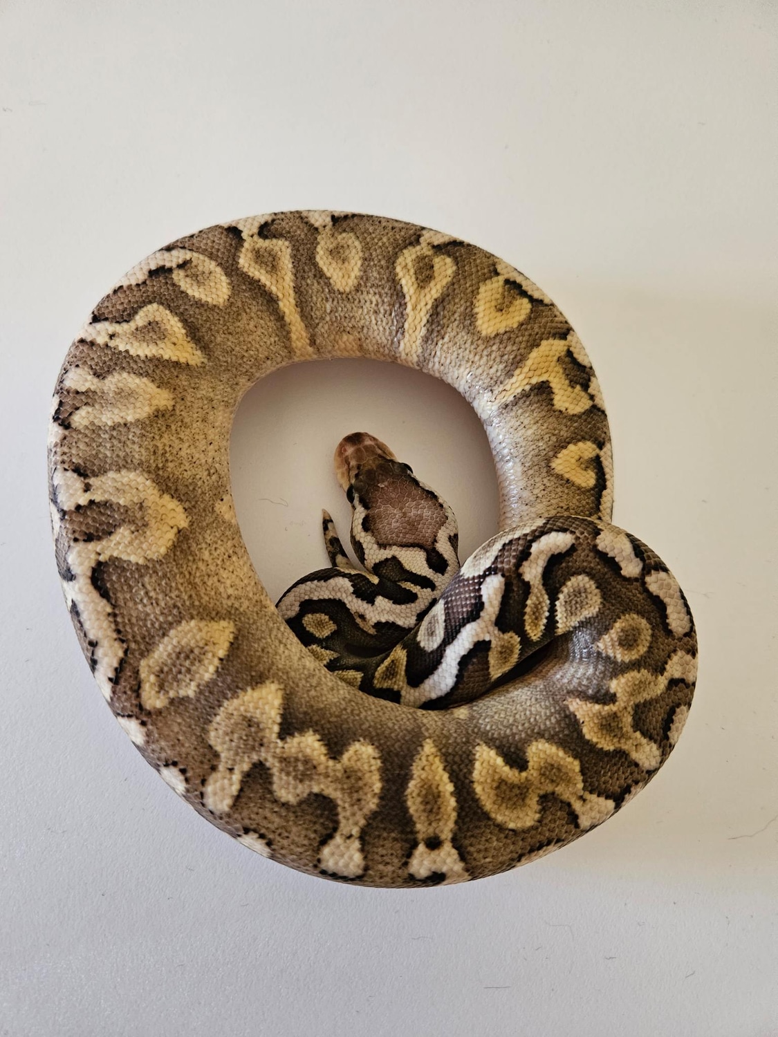 Ghi Pewter 100% Het Clown Ball Python by LK.Snake - MorphMarket