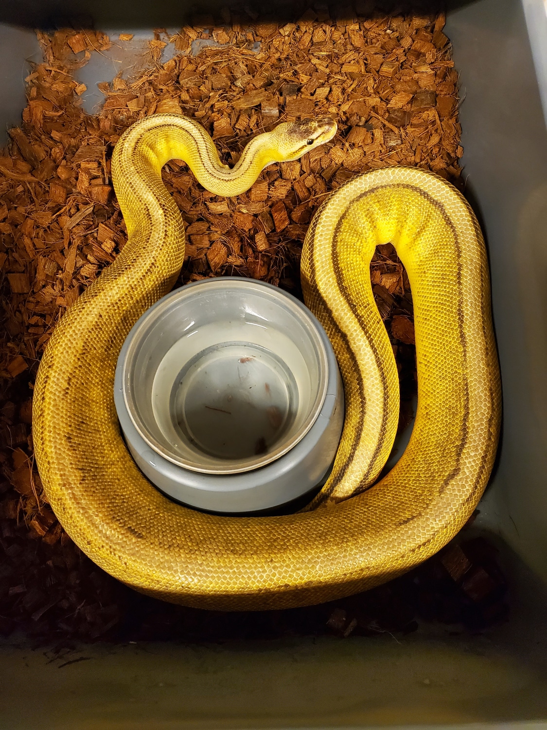 *proven* Super Pastel Genetic Stripe Ball Python by Wolff Snakes ...