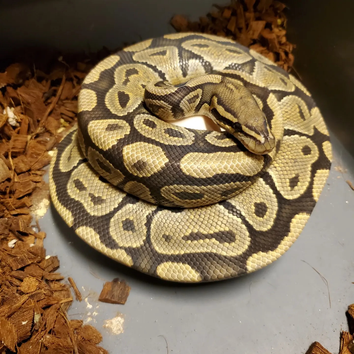 Ball Python Clutch: WS-2022-03 by Wolff Snakes - MorphMarket