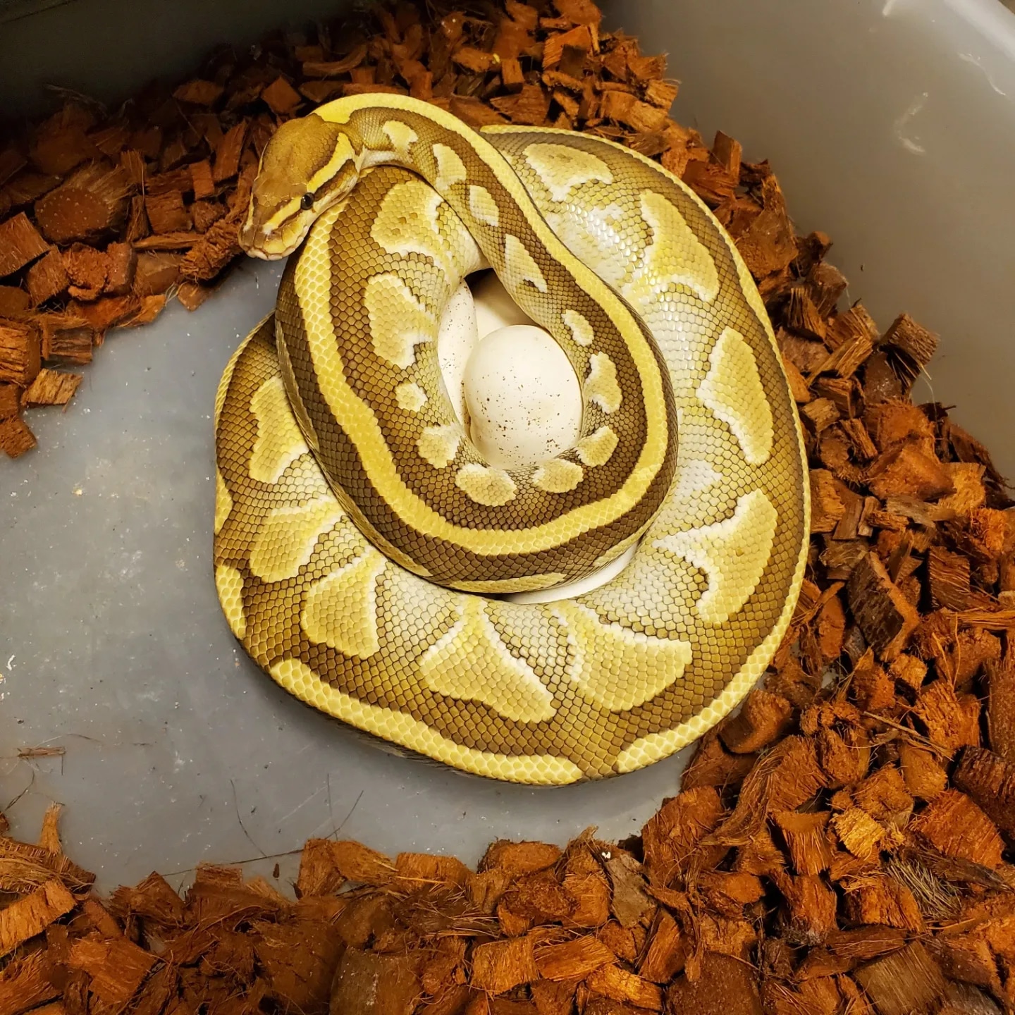 Ball Python Clutch: WS-2022-02 by Wolff Snakes - MorphMarket