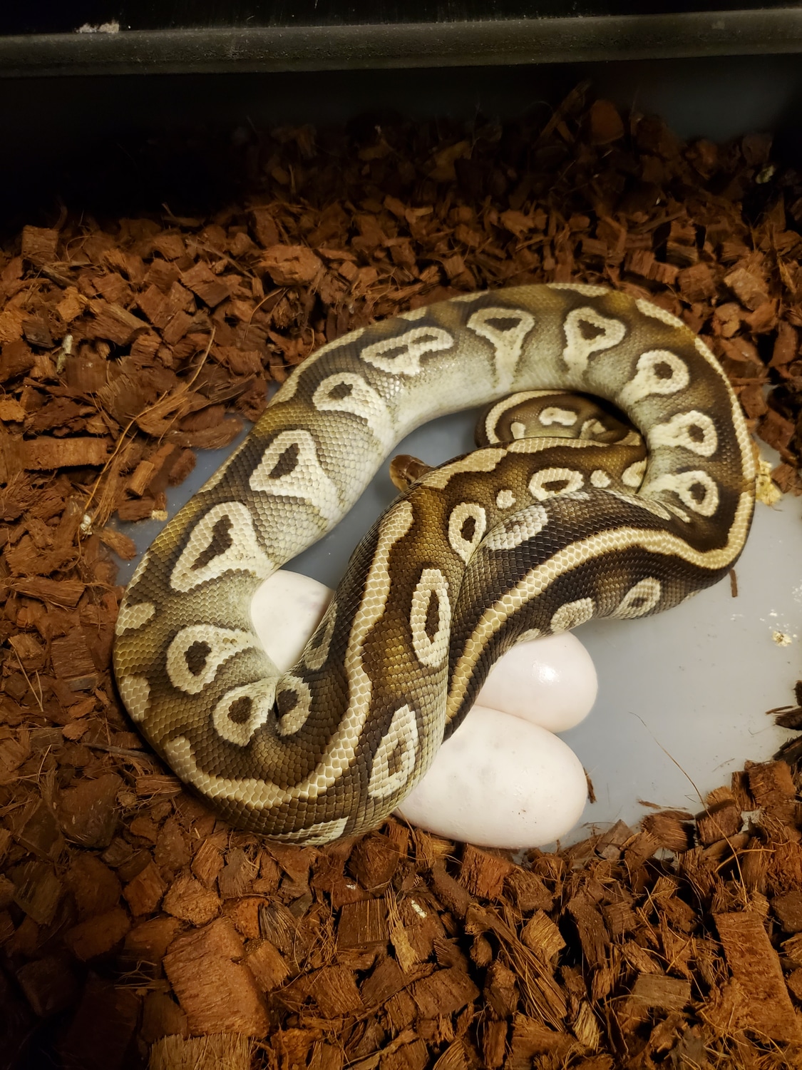 Ball Python Clutch: WS-2022-01 by Wolff Snakes - MorphMarket