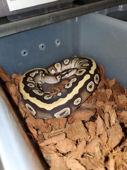 Gold Blush Mojave Ball Python by Wolff Snakes