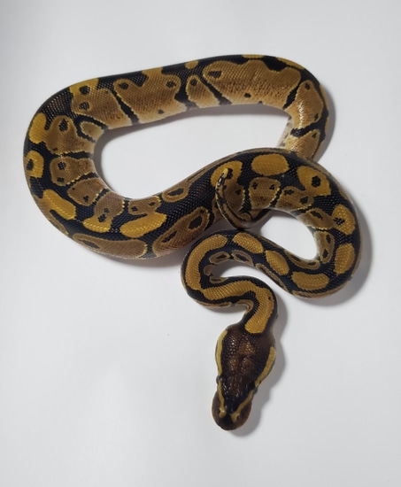 Normal Pos Vanilla/Fire Ph Clown Ball Python by Wolff Snakes