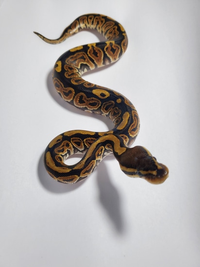 Black Pastel Ph Clown Ball Python by Wolff Snakes