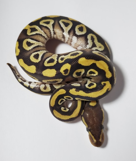 Mojave Gold Blush Het Red Axanthic Ball Python by Wolff Snakes