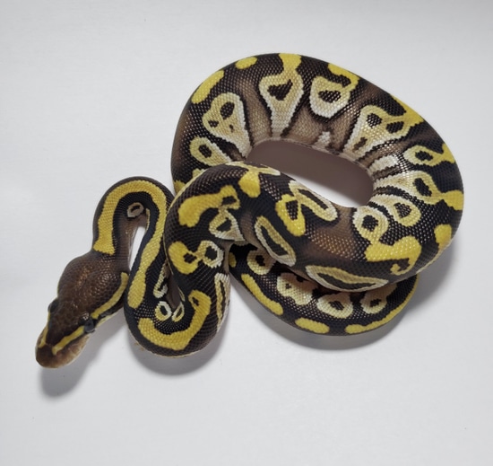 Pastave Het Red Axanthic Ball Python by Wolff Snakes