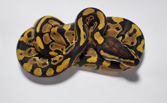 Het Red Axanthic Pos Special 100% Het Orange Ghost Ball Python by Wolff ...