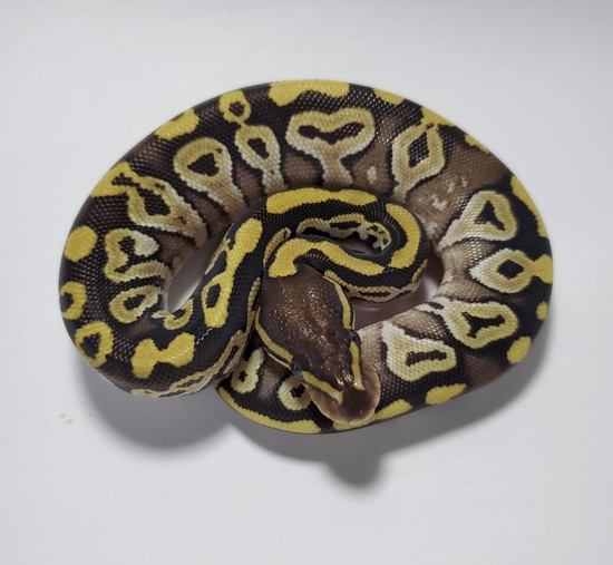 Mojave Het Red Axanthic Ball Python by Wolff Snakes