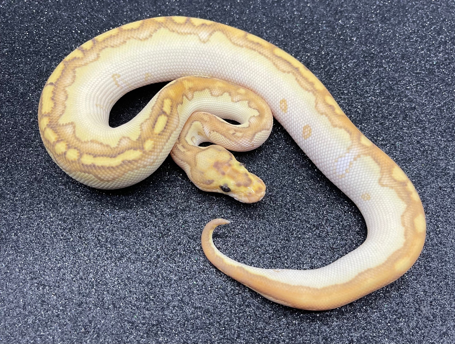 Cb22 Banana Lesser Clown Ball Python by Snakestation - MorphMarket