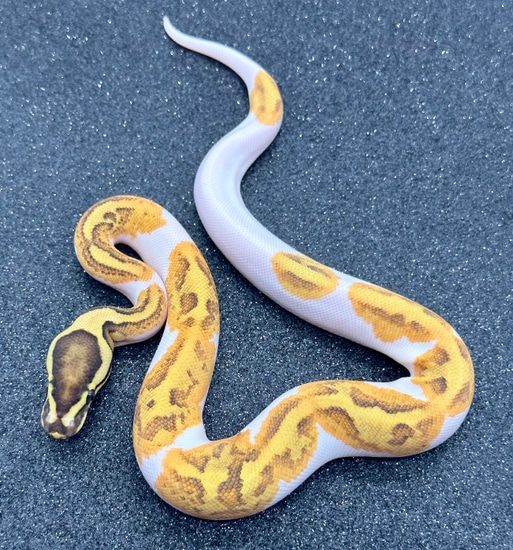 Cb23 Leopard Enchi Fire Yellowbelly Pied 50% Het Vpi Axanthic Ball ...