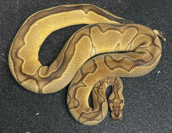 Cb22 Enchi Sugar Clown Ball Python by Snakestationuk