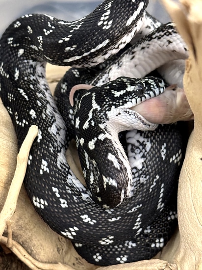 2022 Male Diamond Carpet Python by L’s collection